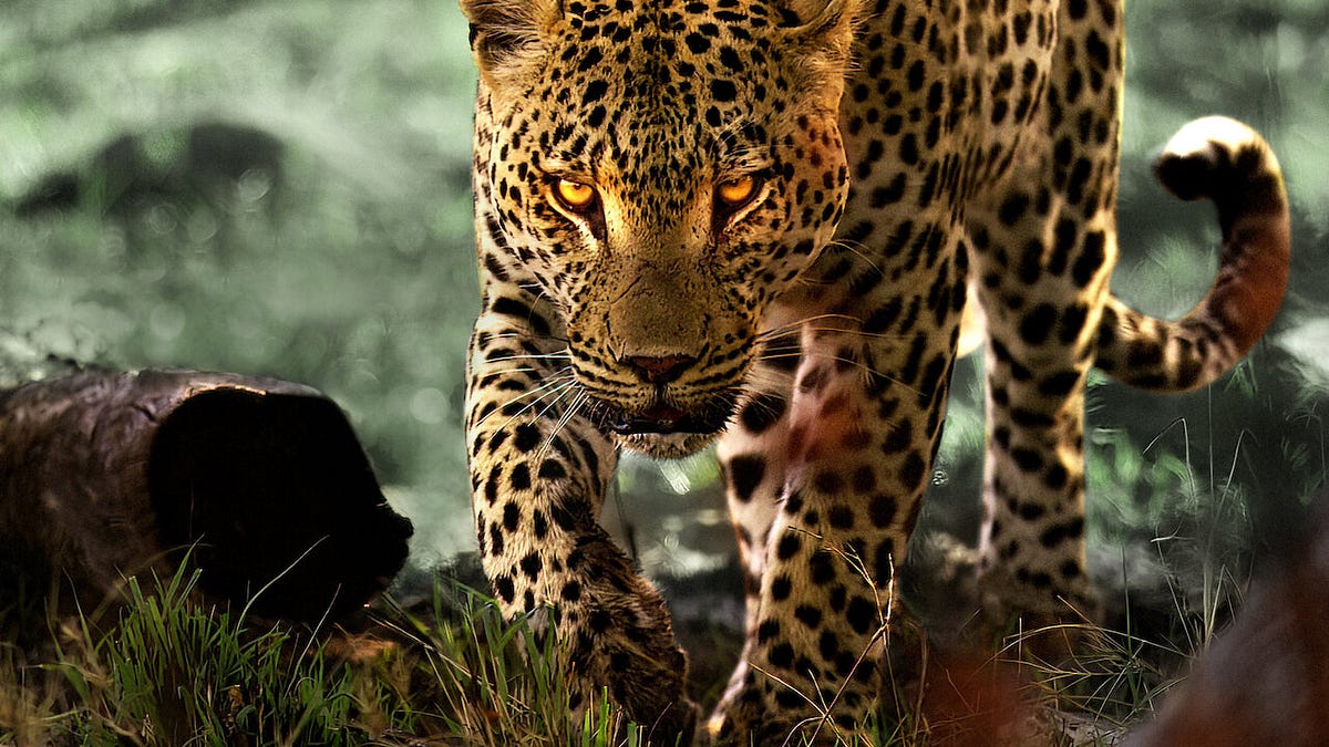 O Fascinante “A Vida dos Leopardos” | by Marcia | Coadjuvante | Medium