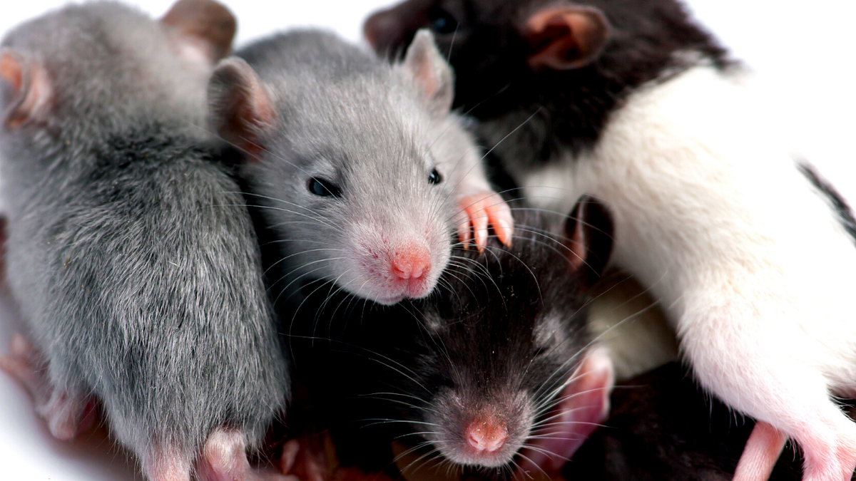 Baby Mouse Vs. Baby Rat: How to Tell the Difference | by Ms Heather Whitney | Medium