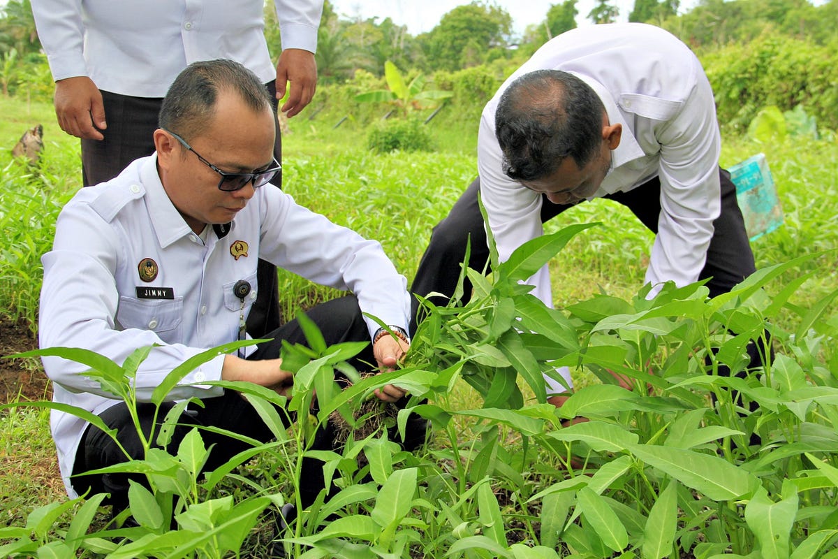 Productive Rehabilitation Through Agriculture: Water Spinach ...