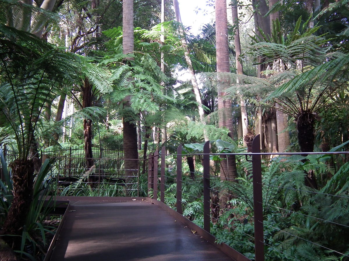 A Mystical Visit to the Fern Gully | by Blake Street | Medium