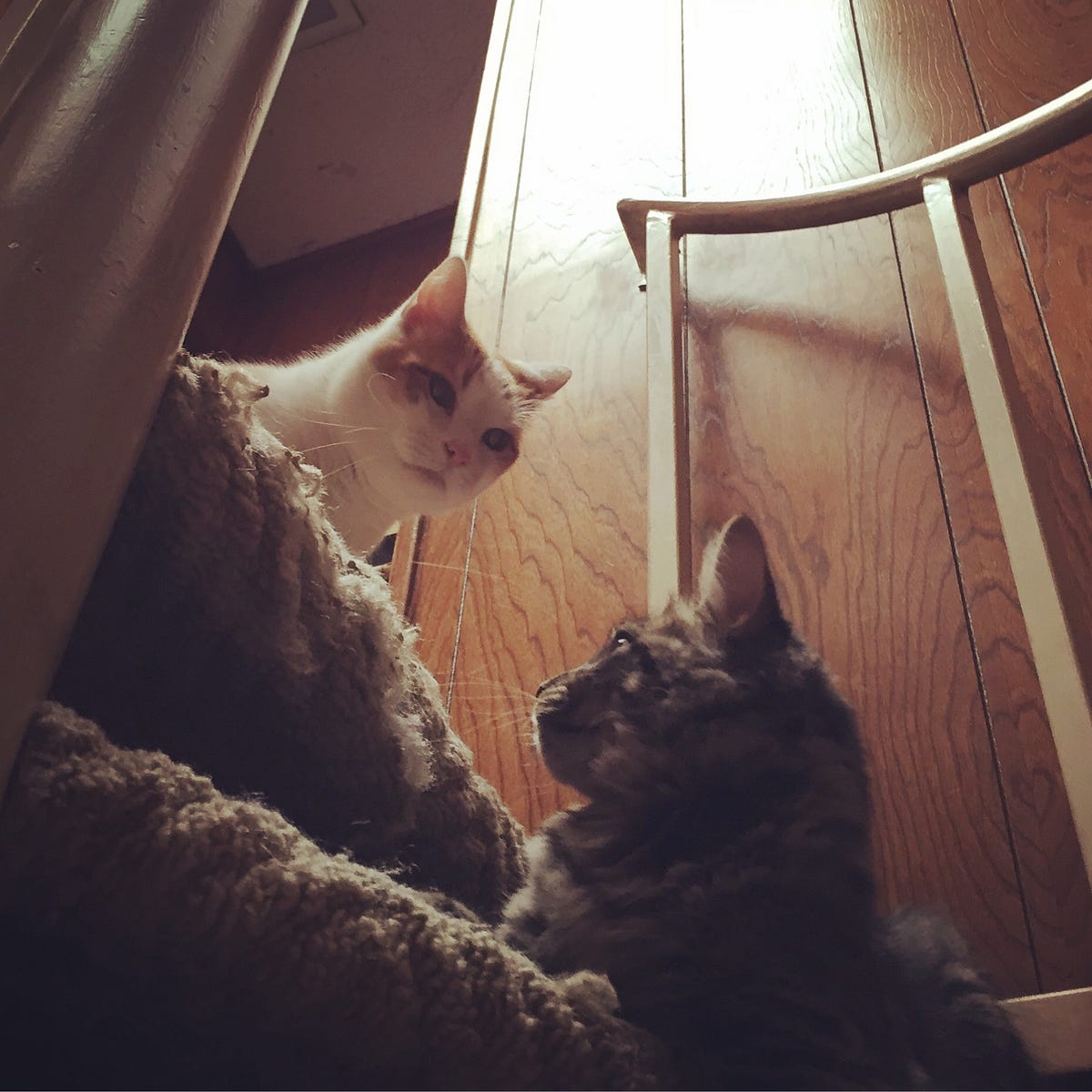 None shall pass. I move for no cat! | by Julia Lilly | Medium