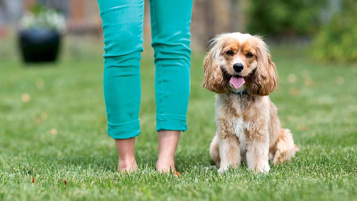 Dog Breed Project. Project Overview | by Rana | Jun, 2023 | Medium
