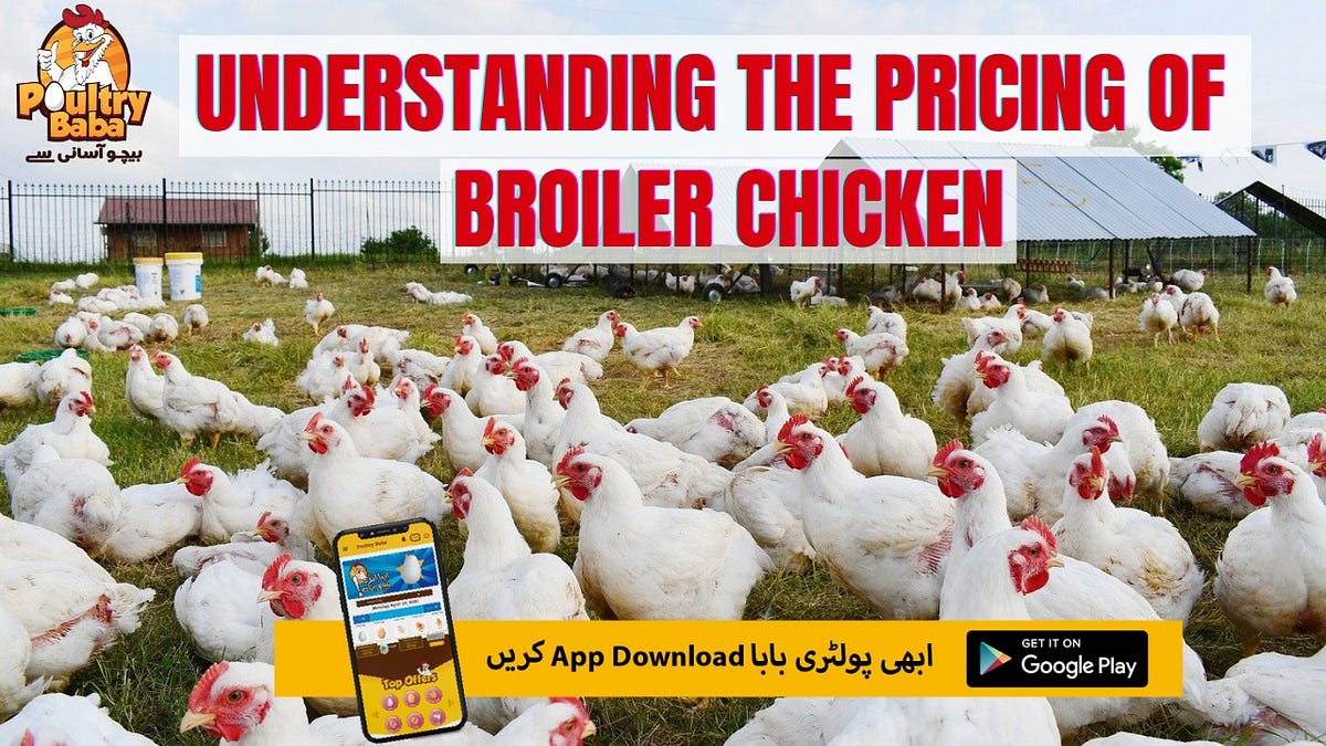 Understanding the Pricing of Broiler Chickens | by Poultry Baba | Medium