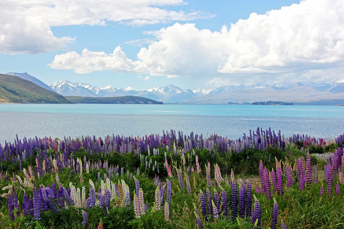 17 Days in New Zealand. So much to do, so little time. | by Courtney ...