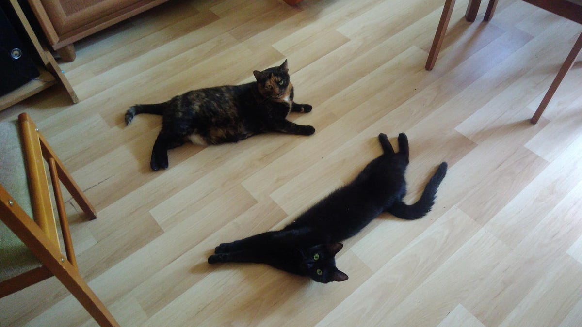 Midnight Ballet: The Art of the Cat Flop | by Anna Soldenhoff | Catness ...