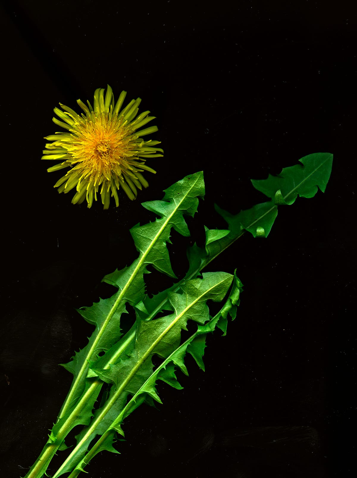 That Bad Weed — Taraxacum officinale | by alexwh | Photographs ...