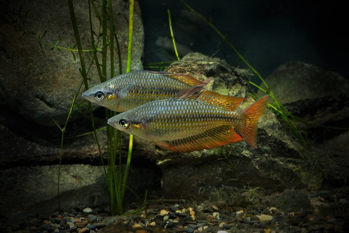 Adaptation Generates Extraordinary Diversity In A Tropical Rainforest ...
