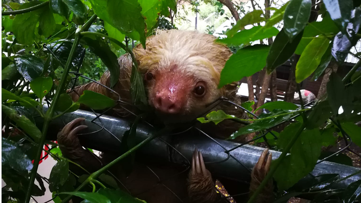 Sloth Lessons. On Problem Solving Without Judgment | by Jaimey Walking ...