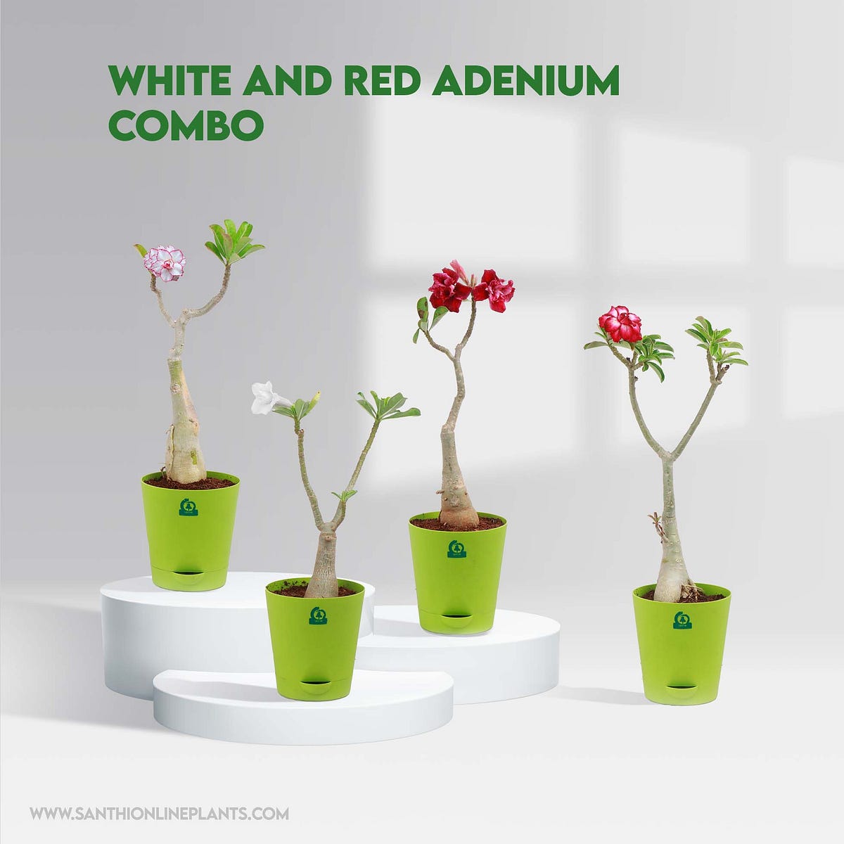 White And Red Adenium Combo - santhi santhi - Medium