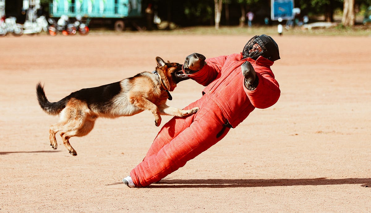 The Prowess of German Shepherds and Searching for a Sniper | by Don ...