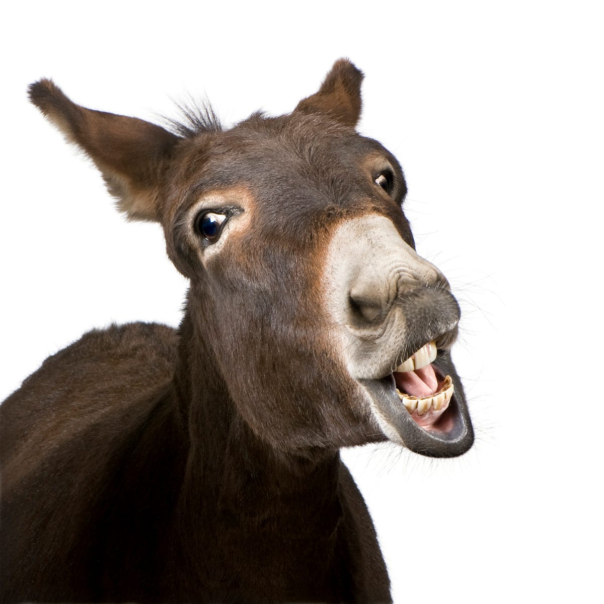 Sometimes You’re an Asshole. When our partner behaves like an ass… | by ...