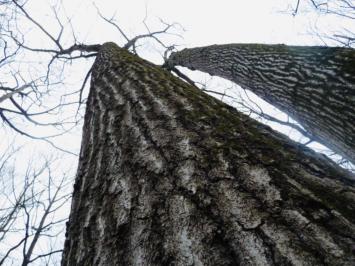 Who Flies Over The Cuckoo Clock. Emotional feeling is overrated, at ...