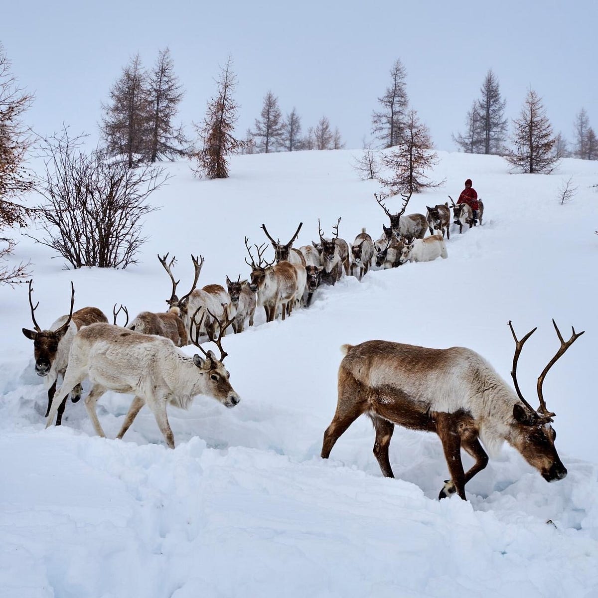 Reindeer Dreams. - How much I love Reindeers | by Amaka Ogbonna | Medium