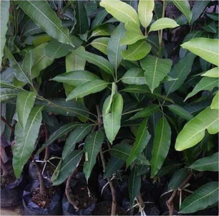 Bibit Mangga Garifta Merah Tanaman Okulasi Kota Tegal | by farzan bibit ...