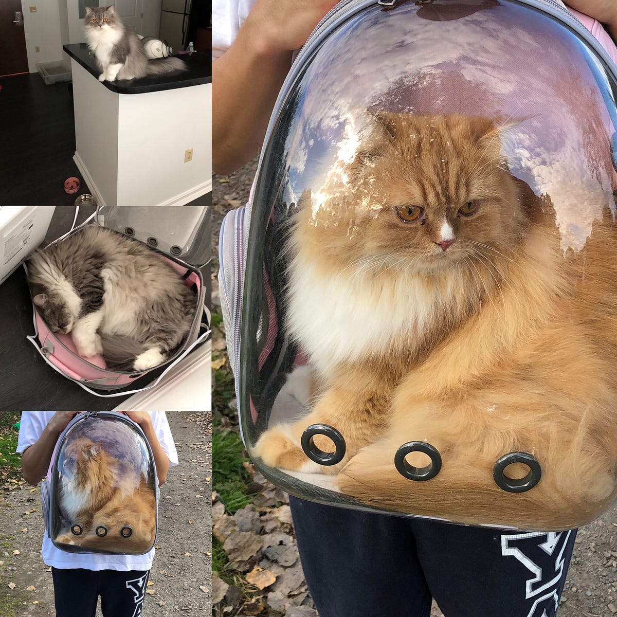 Short Stories Outside 5: “The Tragic Menagerie” by Lydia Zinovieva ...