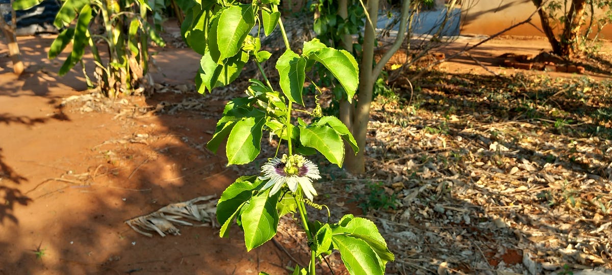 How I Turned the Plain Bush Into a Stunning Tropical Garden in Maasai ...