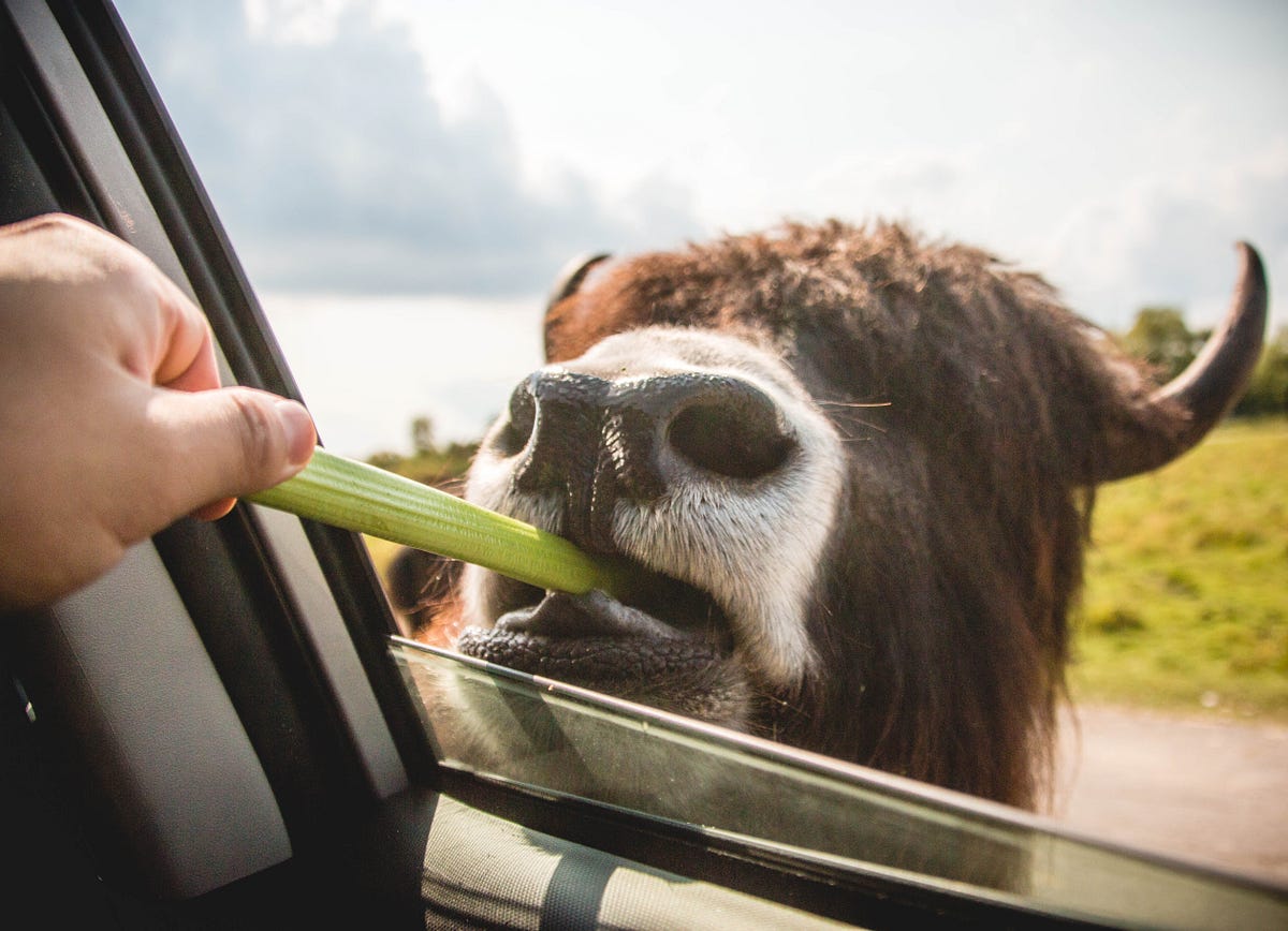 Celery: A Nutritious and Delicious Superfood!? | by Andrei Corbu | Medium