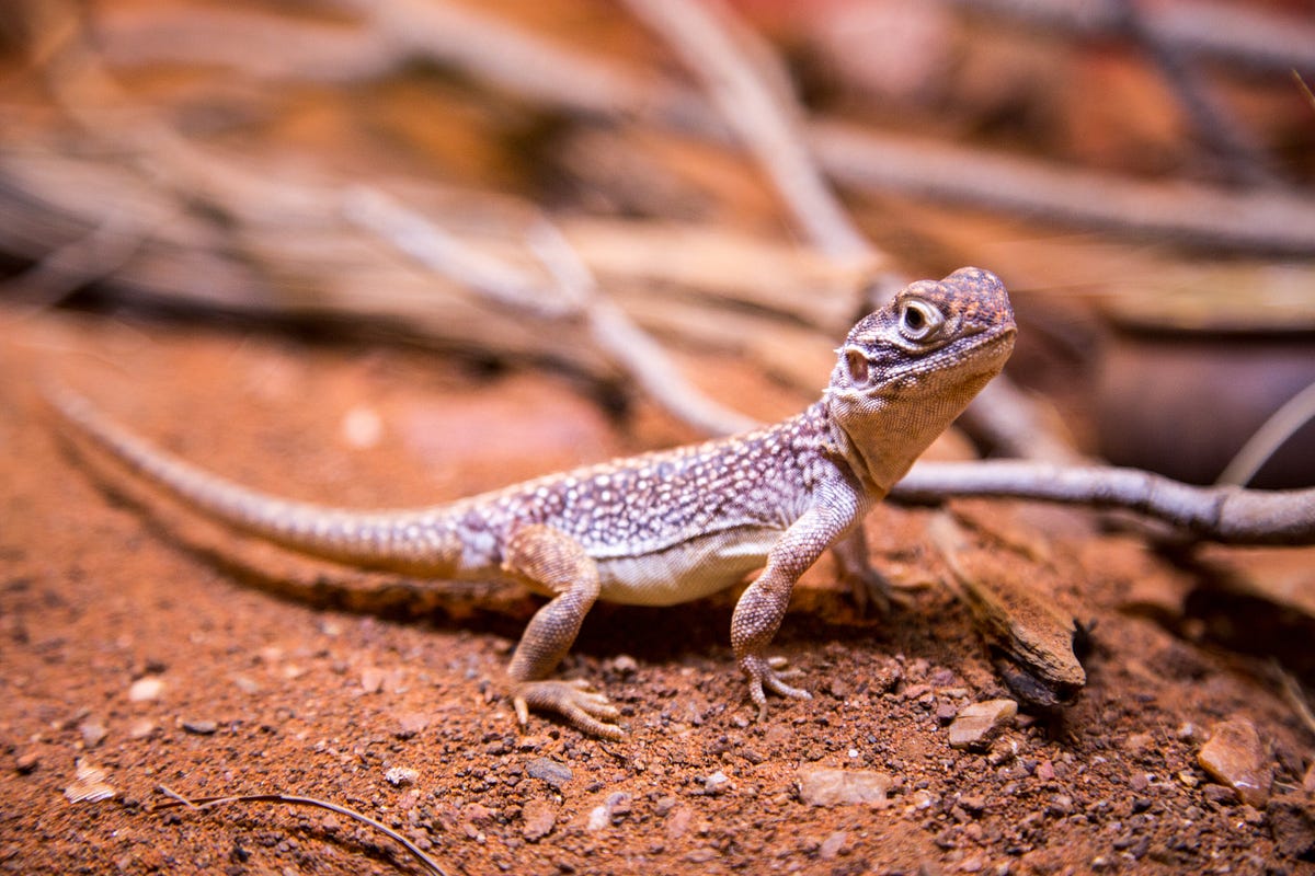 I Saved a Lizard from a Sticky Wrapper | Creatures