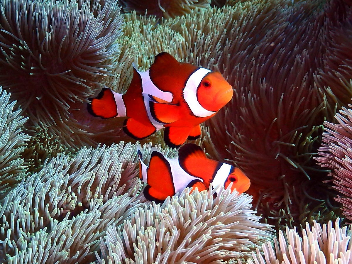 Is Nemo A Meanie? Clownfish Stripes Predict Aggressiveness | by ...