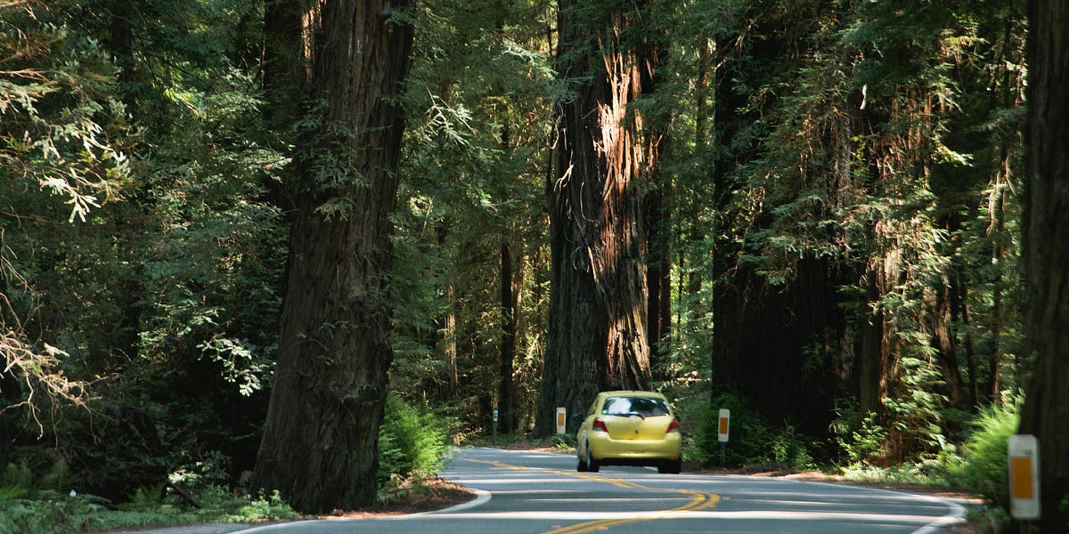 The Majestic Avenue of the Giants: Exploring Northern California’s ...