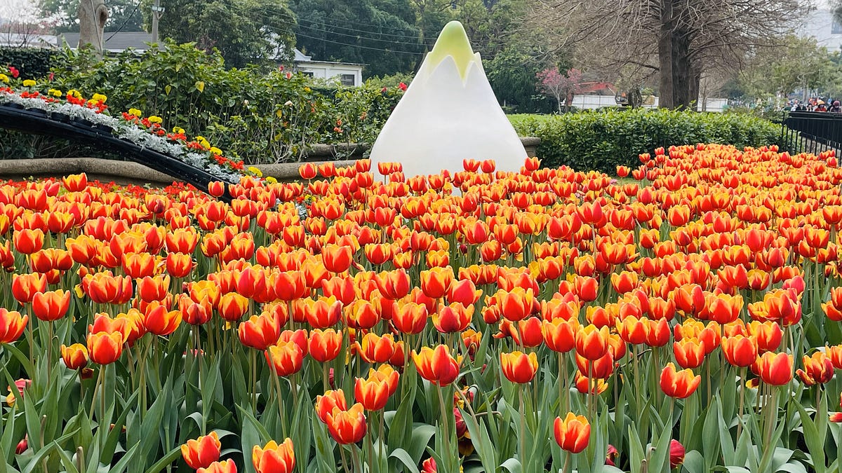 A Spring Affair. Tulip wonders | by Katy Lin | Good Vibes Club | Mar ...