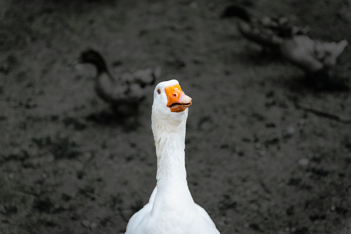 When You Pretend To Be Einstein But You’re Actually a Silly Goose | by ...