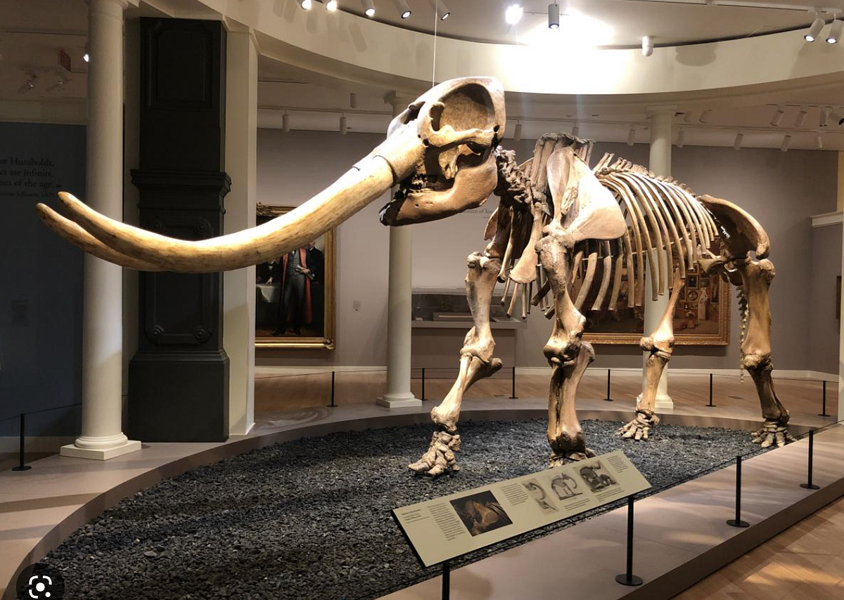 The Cashflow Engine. Elephant Money Futures let’s you pick… | by ...