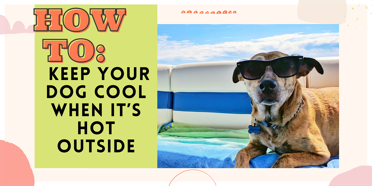 How To Keep Your Dog Cool When It’s Hot Outside | by Katrina Glow | Medium