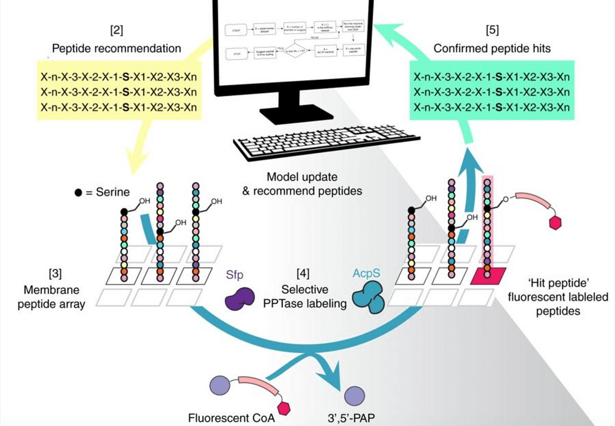 Using Machine Learning to Synthesize Peptides | by Synced ...