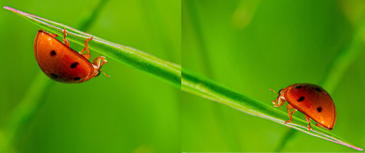 Duplicate Bug Reports Detection using ML | by Avinash Patil | Medium