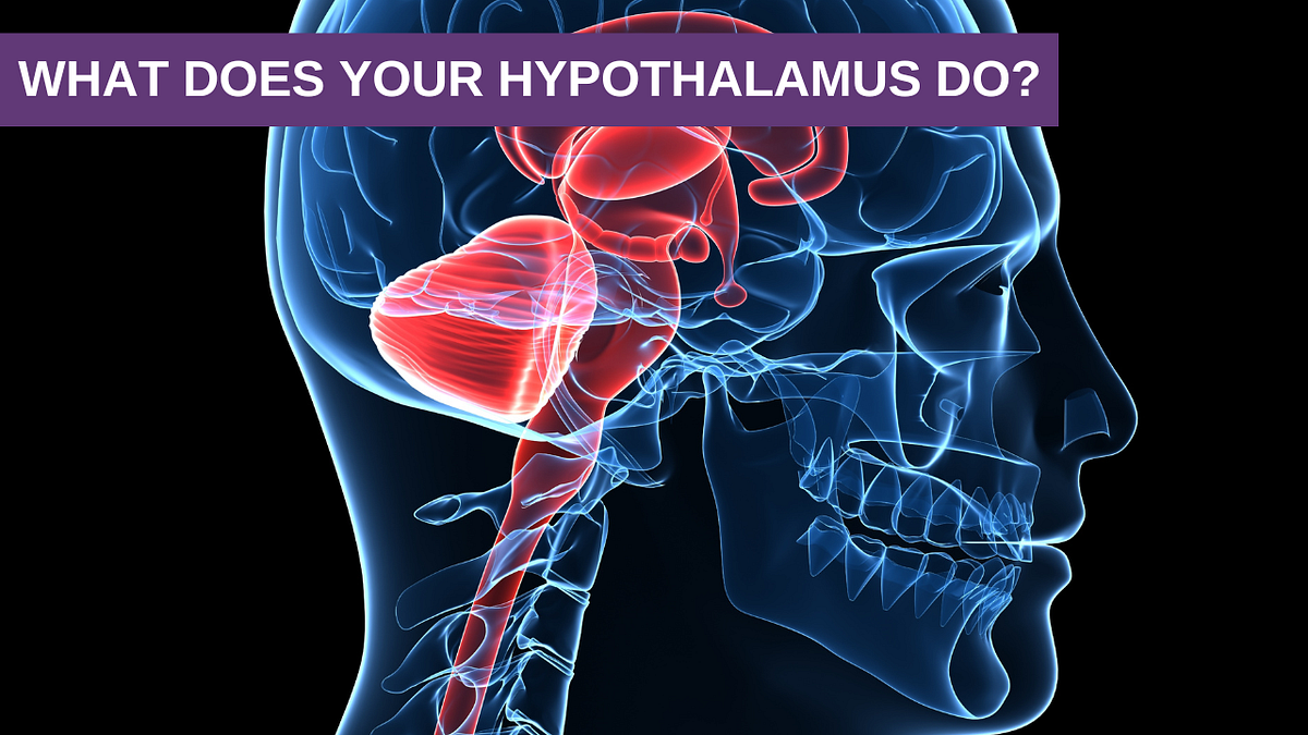 What Does Your Hypothalamus Do?. Did you know that your Hypothalamus is ...