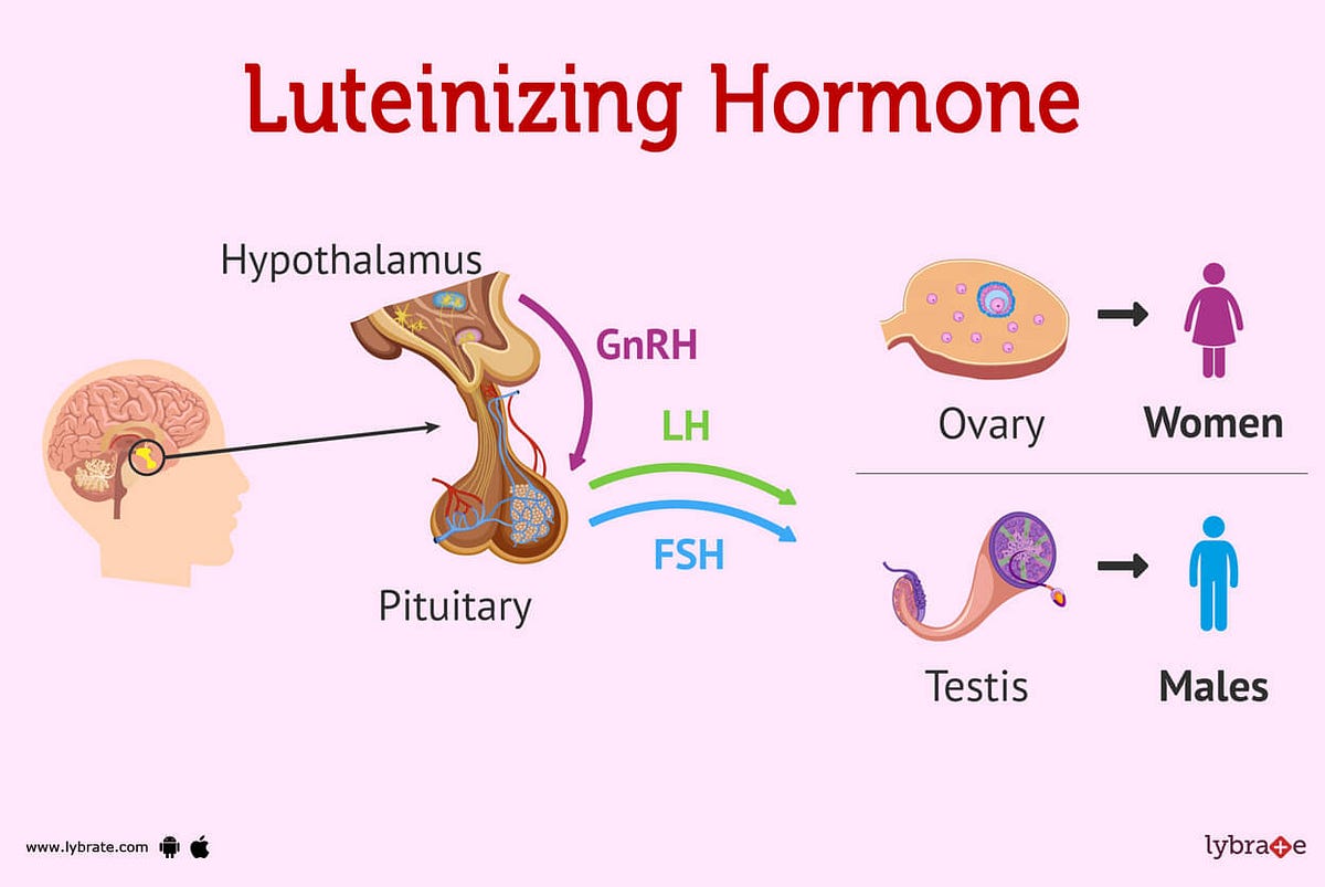 Luteinizing hormone (LH) is a key hormone produced through the anterior pituitary gland that ...