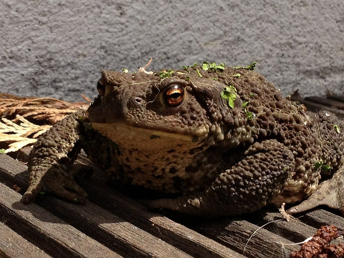 EAT A FROG EVERY DAY AND CRUSH IT | by Anthony Conklin | Medium