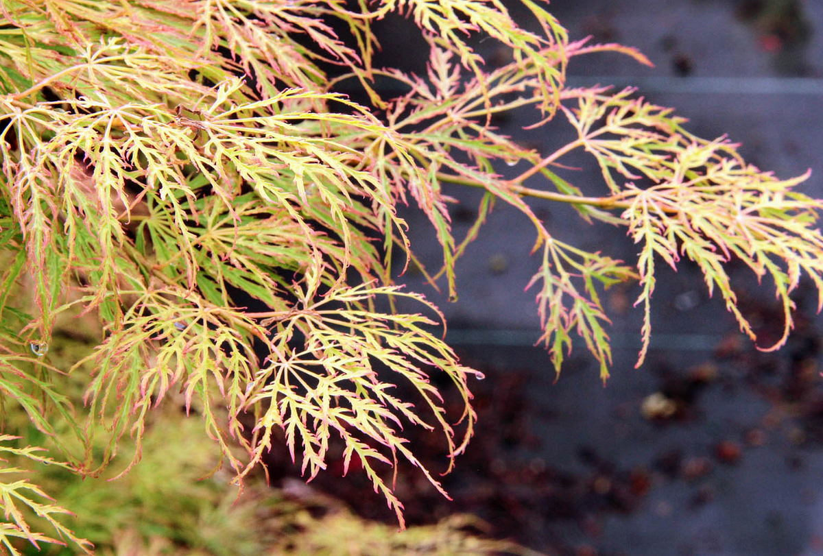 Lemon Lime Lace Japanese Maple: Adding Zest to Your Garden Landscape ...
