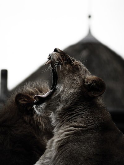“Good night sweetie.”. THE ROAR IN THE DARK | by OMA II | Jul, 2023 | Medium