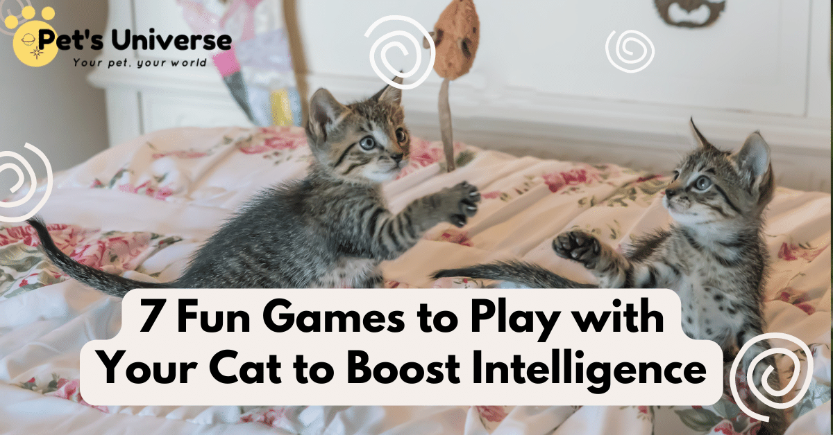 7 Fun Games to Play with Your Cat to Boost Intelligence | by Waqar ...
