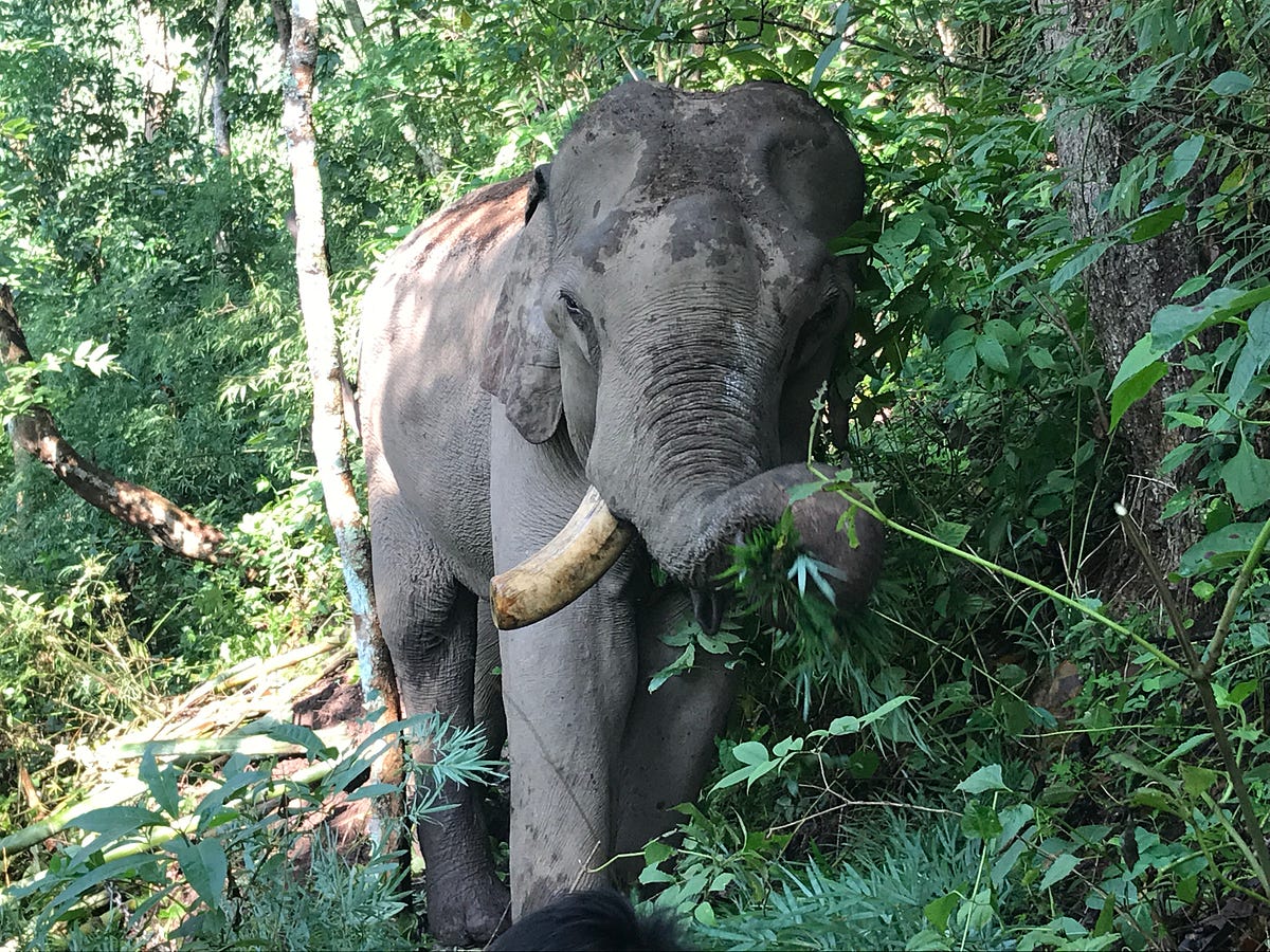 How to Spot an Ethical Elephant Sanctuary | by Emily | Curious | Medium