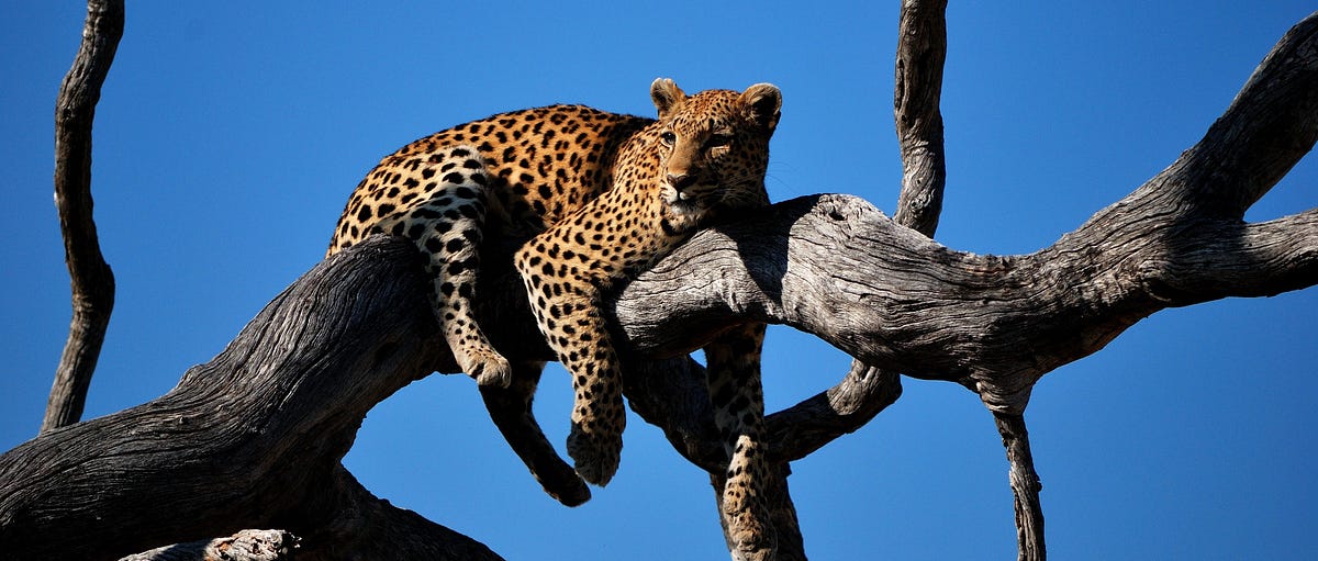 มาลองใช้ Spring Lazy Initialization กันเถอะ | by Phayao Boonon | Medium