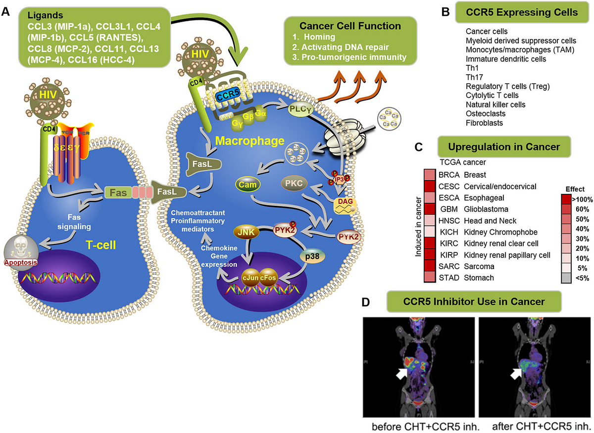 HIV invades the coreceptor CCR5. CC chemokine receptor type 5, also ...