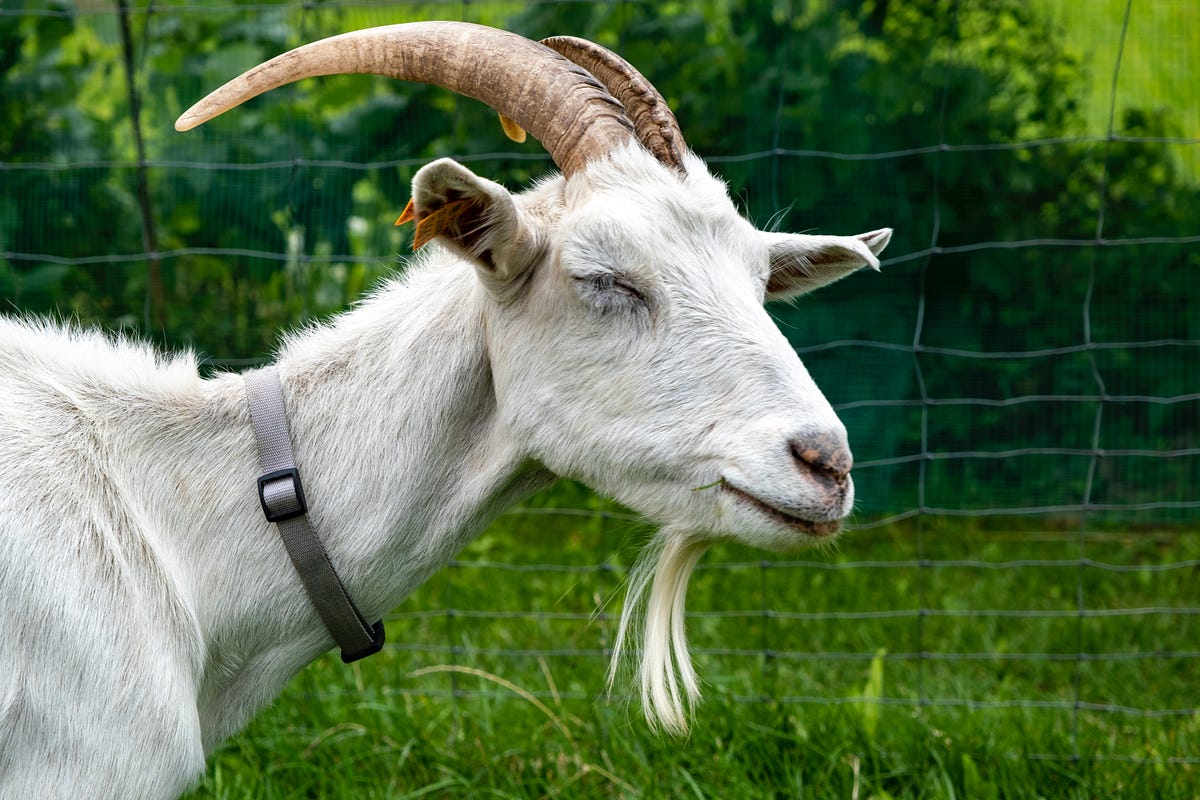 ChatGPT and the wolf, goat and cabbage problem | by Mircea Grecu | Medium