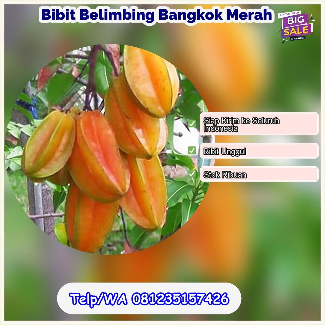 Pusat Pembibitan Bibit Belimbing Bangkok Merah Kota Mataram | by ...