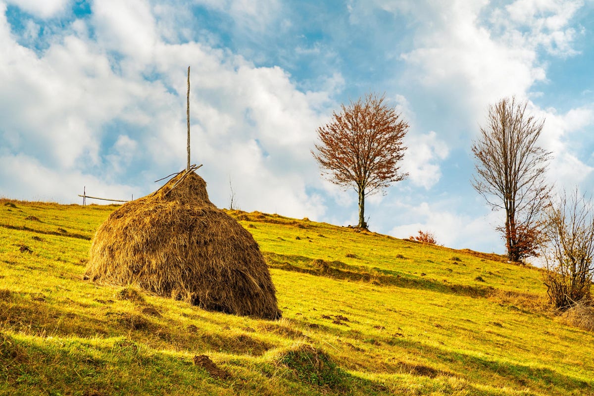 Grass photoshop brushes. The top bud Photoshop brushes arrive… | by ...