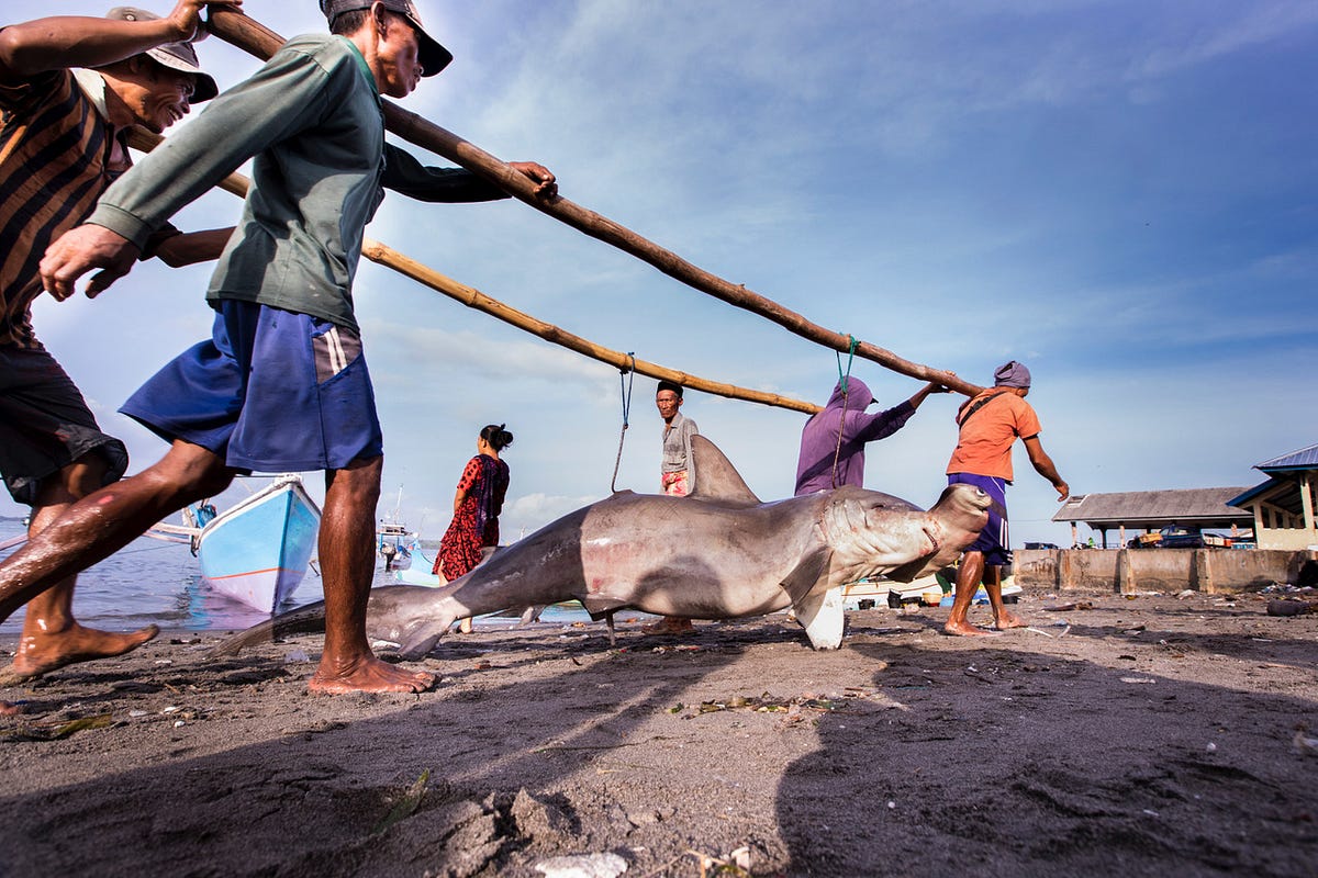 Saving Sharks Through Science-Based Fisheries Management | by Wildlife ...
