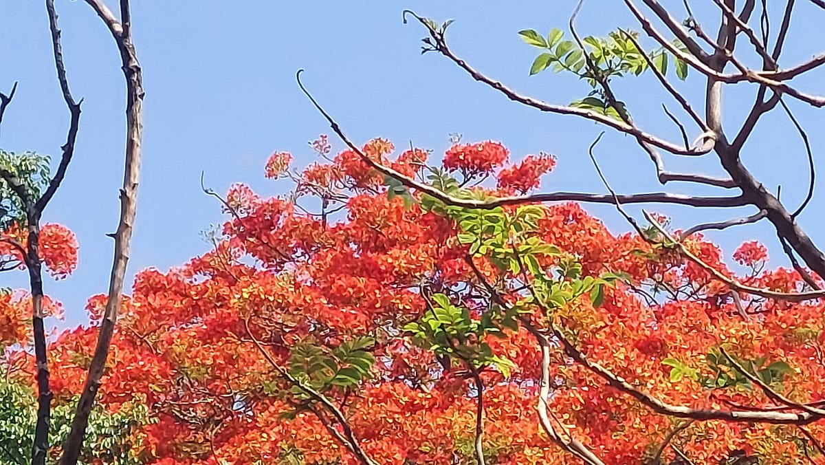 Spring: The Blue of your Soul. Poem | by Smita Roy Trivedi, PhD | Medium