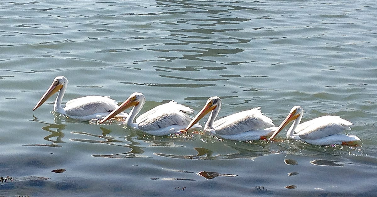 Bird Watching: The real significance of Malheur | by Randy Lyman | Medium