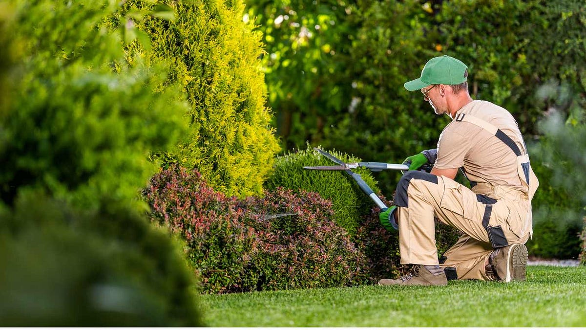 Choosing the Right Tree for Your Landscape | by Top Chop Tree Service ...