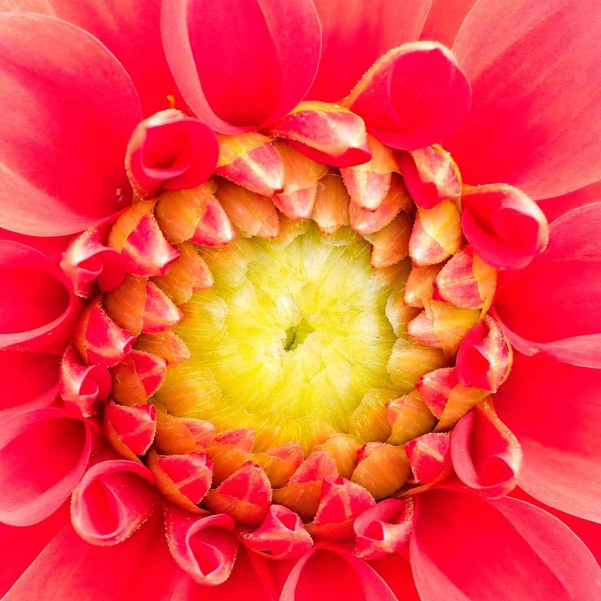 Flower Photography: More Editing. More editing techniques to improve ...