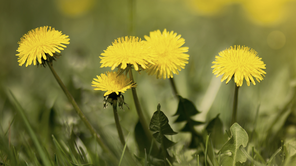 Are Dandelions Here to Save the World? | by Taylor Short | Medium