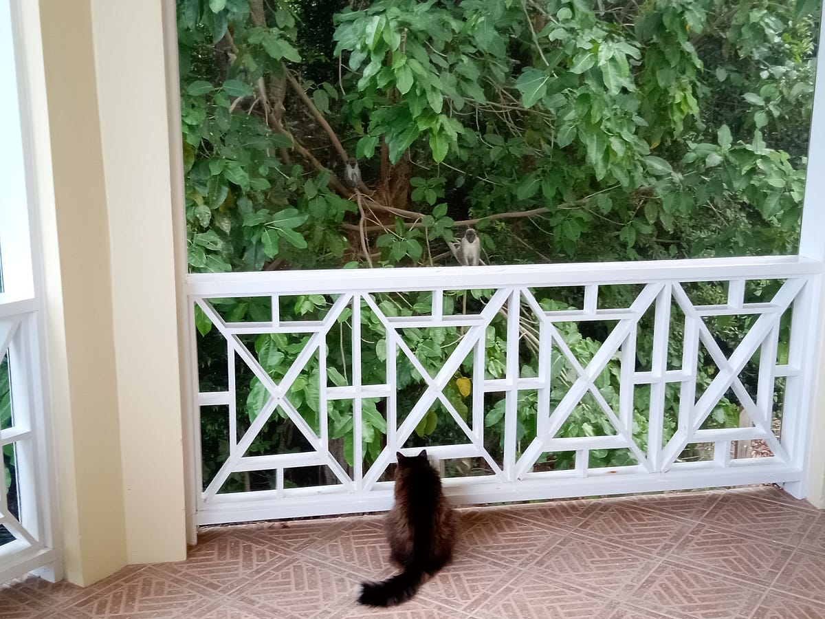 Monkey Cat Standoff - The Daily Cuppa - Medium