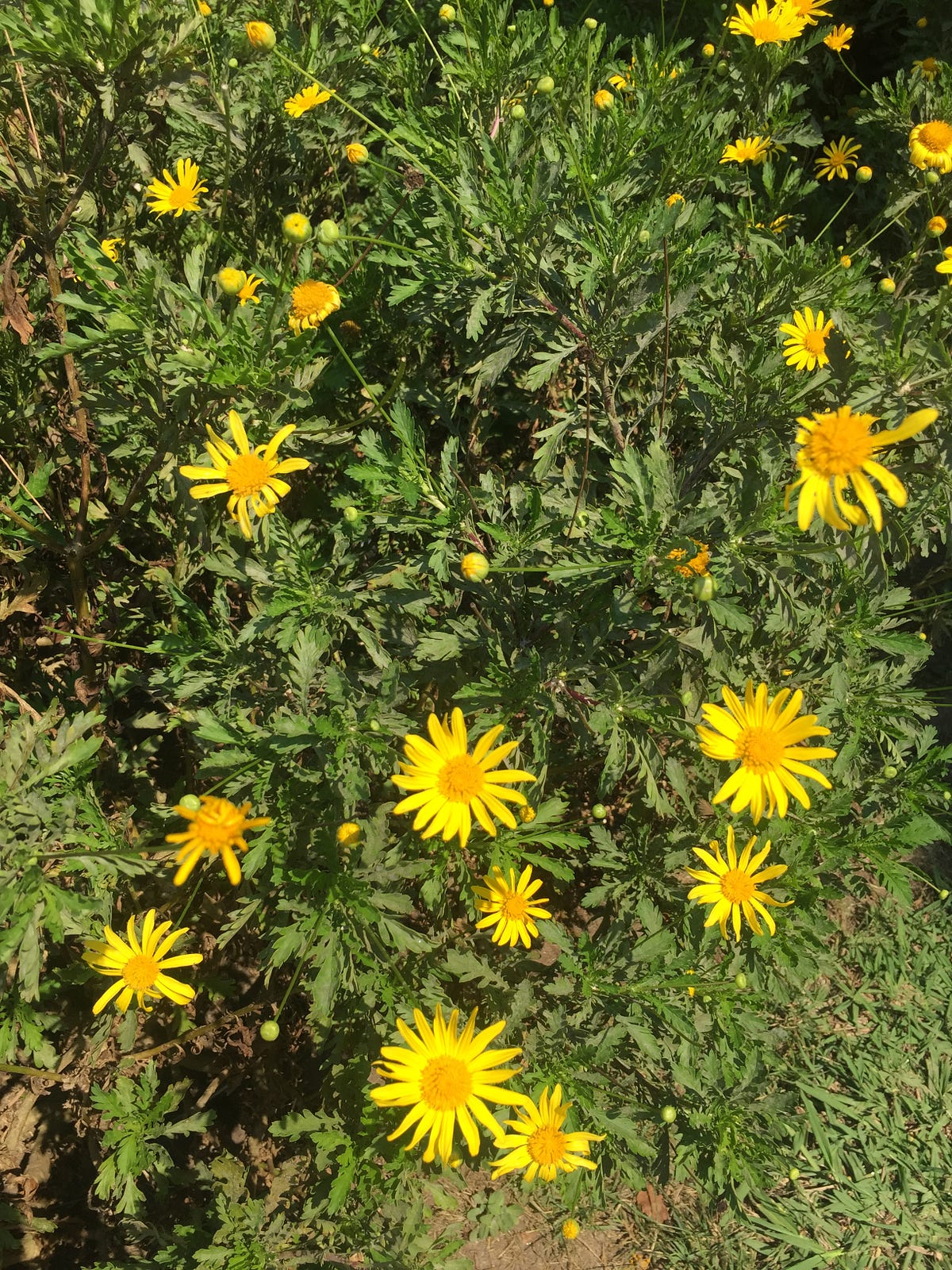 Just a flower. I saw this flowers. It’s so cliché to… | by Fernanda ...
